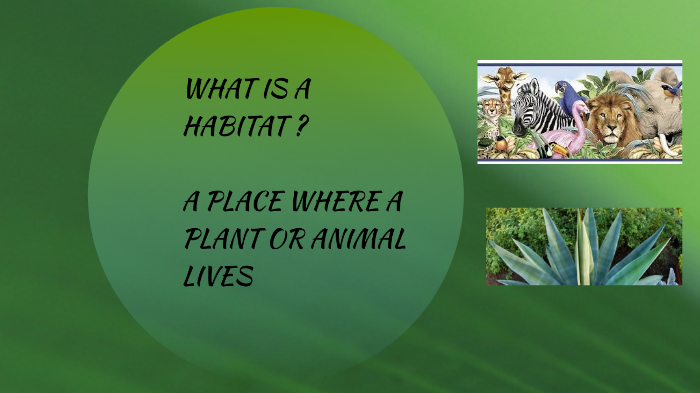 ADAPTATIONS OF PLANTSAND ANIMALS IN DESERT AND POLAR HABITAT by Shamnaz ...