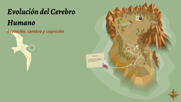 Evolución del Cerebro Humano by karina perez on Prezi