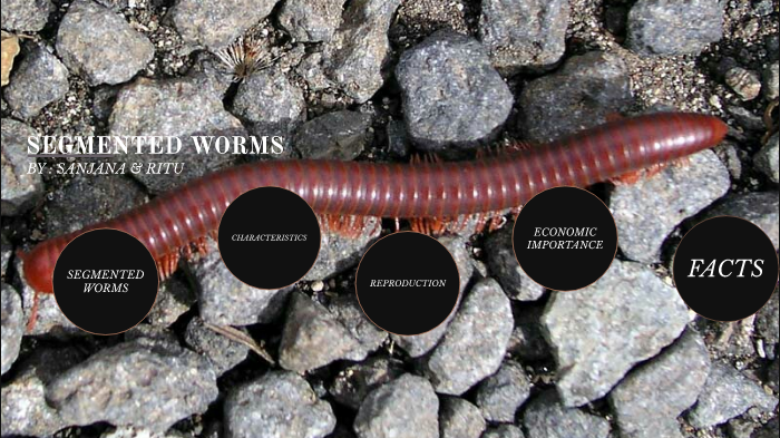 Segmented worms by sanjana m suresh on Prezi