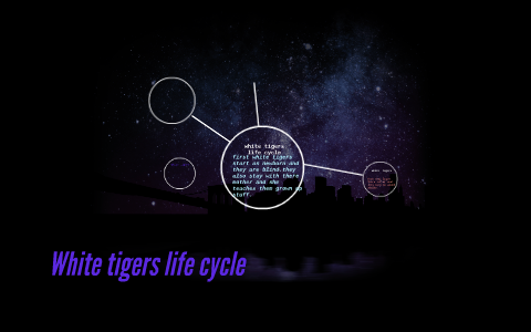 White tigers life cycle by christopher velazquez on Prezi