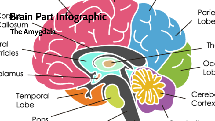 Brain Part Infographic by jade rowland on Prezi