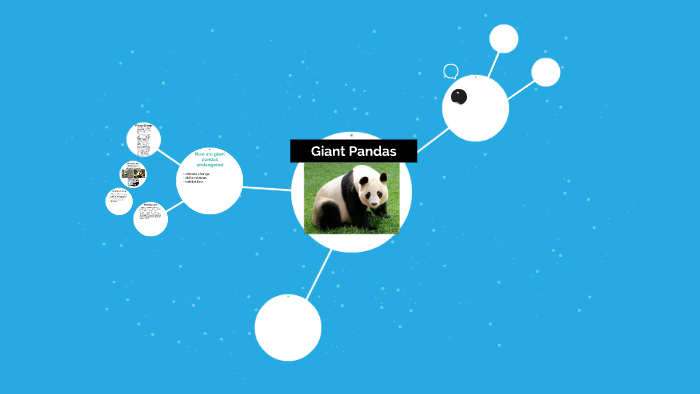 Giant Pandas by Aisha Forrest