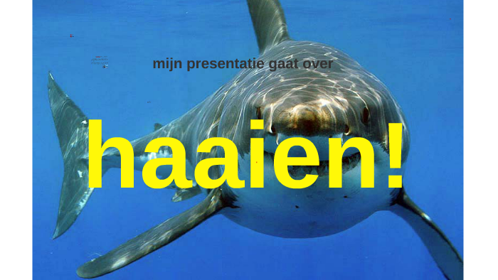 haaien by robin matthijsse on Prezi