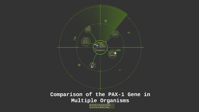 Comparison of the PAX-1 Gene in Multiple Organisms by David Liu on Prezi
