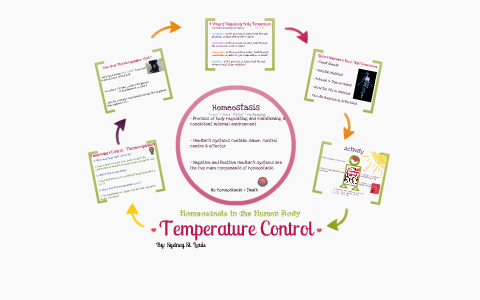 Homeostasis in the Human Body: Temperature Control by sydney st.louis ...