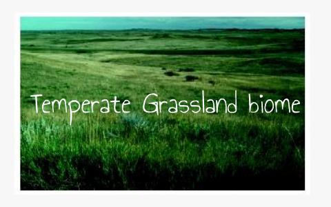 Temperate Grassland biome by Erin Park on Prezi