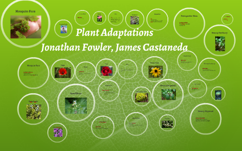 Plant Adaptations by jonathan fowler