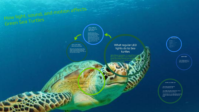 How light affects Green Sea Turtles by megan H on Prezi