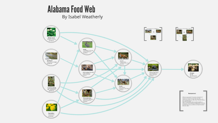 Alabama Food Web by Isabel Weatherly on Prezi