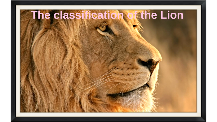 The classification of the lion by Filiberto Villalobos
