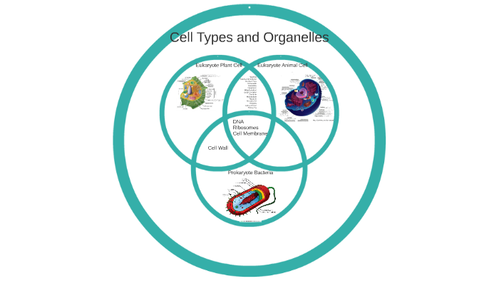 Cell Types and Organelles by Matt Martinez