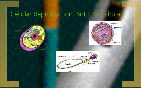 Cellular Reproduction Part I: Vocabulary by Alexis Guillory on Prezi