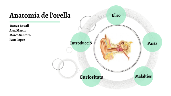 Anatomia de l'orella by ivan lopez dominguez on Prezi