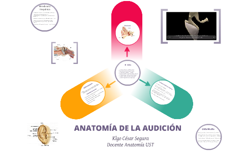 anatomia de la audicion by Cesar Pantoja on Prezi