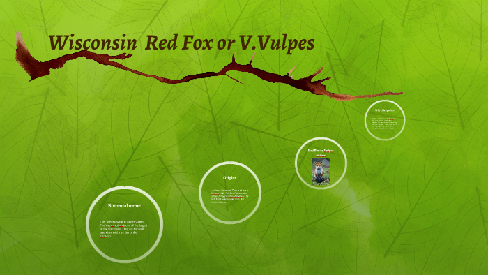 Wisconsin Red Fox or V.Vulpes by Marie Heczko on Prezi