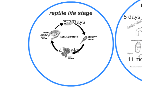 reptile life stage by Clayton Wimmersberger on Prezi