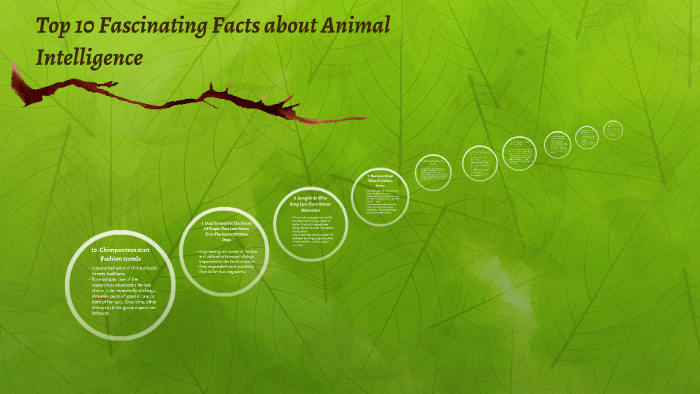 Top 10 Fascinating Facts about Animal Itelligence by Paul Strube on Prezi