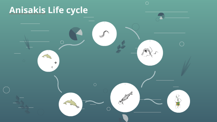 Anisakis Life cycle by Anastasia Moutaftsi