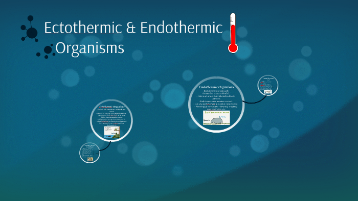 Ectothermic & Endothermic Organisms by Amy Bullmore on Prezi