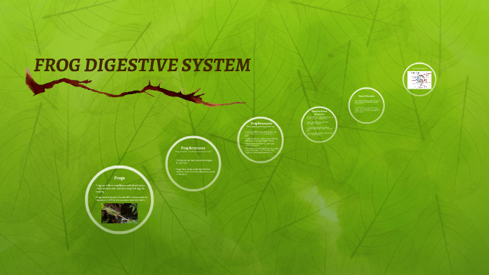 Frog Digestive System by Savreen Kang on Prezi