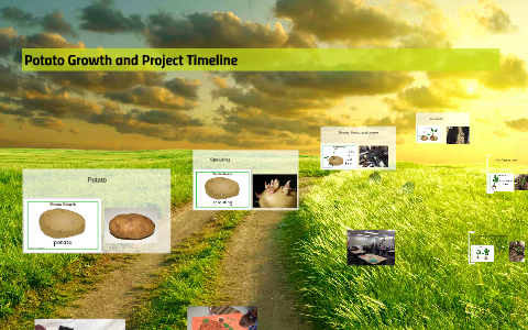 Potato Growth and Project Timeline by on Prezi