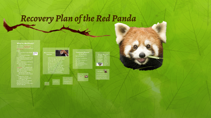 Recovery Plan of the Red Panda by John Schenk on Prezi