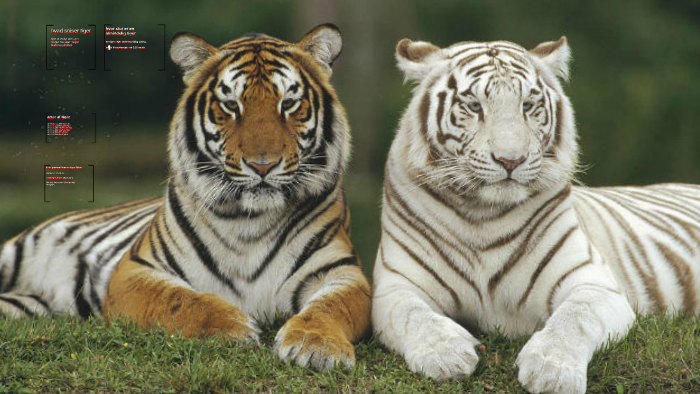 hvad spiser tiger by Emma Lystlund on Prezi