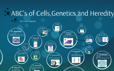 ABC's of Cells,Genetics,and Heredity by Evan Simpson on Prezi