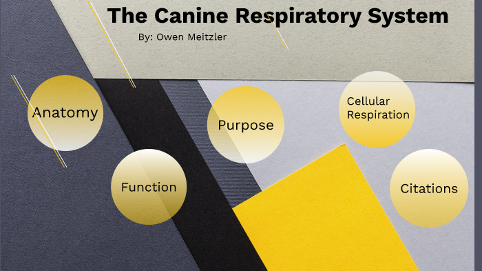 Dog Respiration System by Owen MEITZLER on Prezi