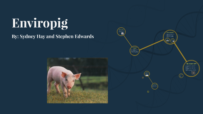 Enviropig by Stephen Edwards on Prezi