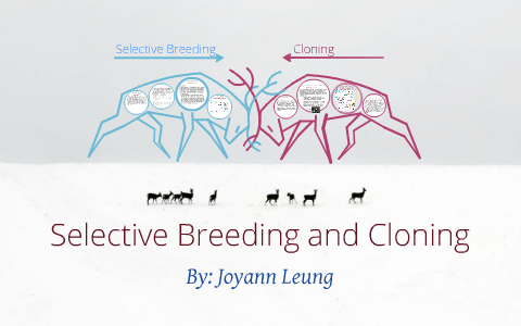 Science- Selective breeding and cloning by Joyann Leung on Prezi