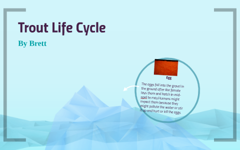 Trout Life Cycle by Brett Nicholaichuk on Prezi