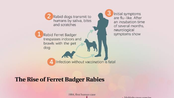 Rise of Ferret Badger Rabies by Andy Ko on Prezi