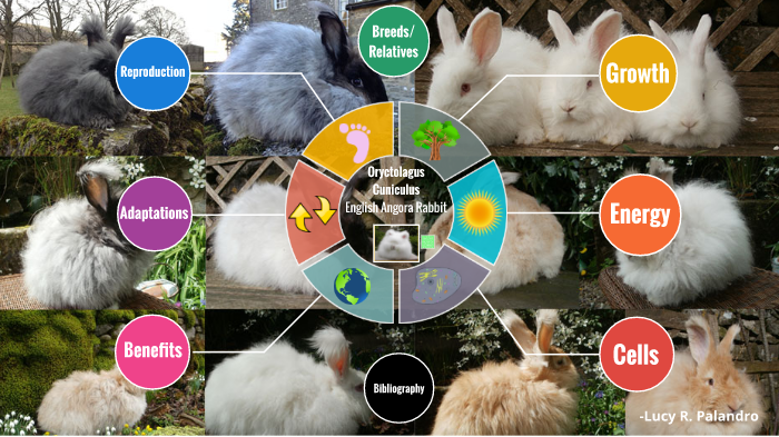 Angora Rabbit Taxonomy Project//Lucy Palandro by lucy palandro on Prezi