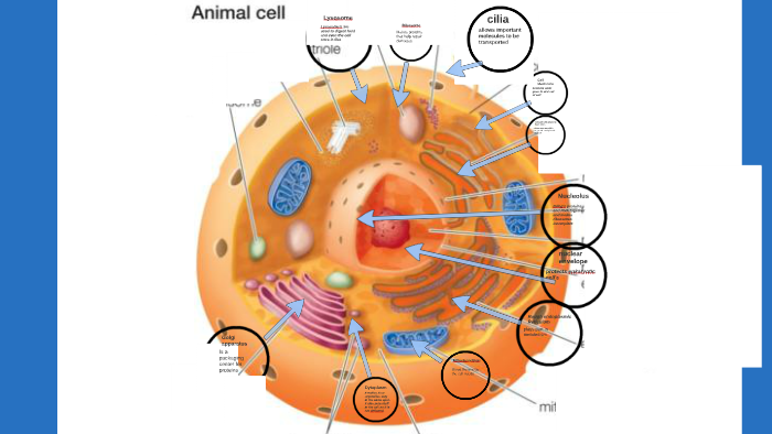 Animal cell tour by Matthew Larson on Prezi