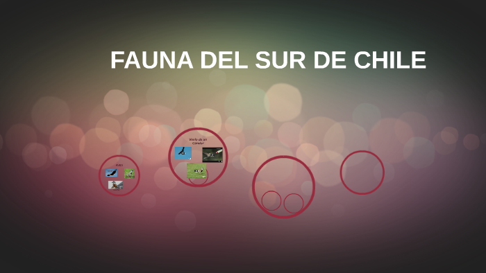 FAUNA DEL SUR DE CHILE by Evelyn Solis Solis on Prezi