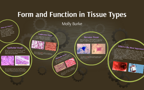 Form and Function in Tissue Types by Molly Burke on Prezi