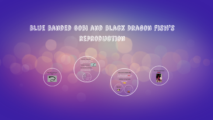 Blue banded Gobi and black Dragon fish's reproduction by Maddie arnold ...