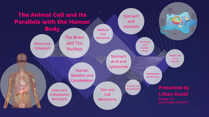 Animal Cell and Human Body Analogy by Lilly G on Prezi