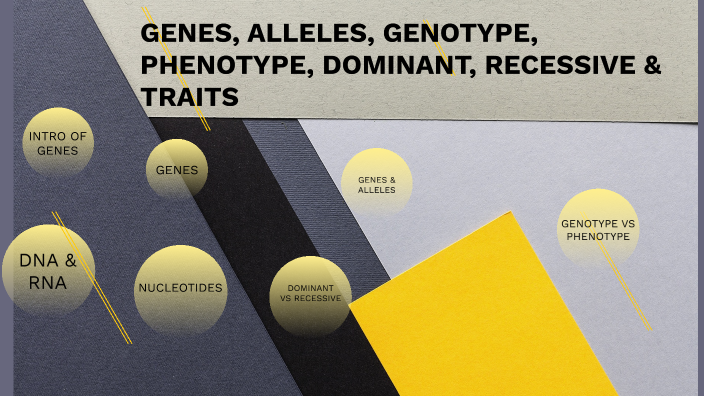 GENES, ALLELES, GENOTYPE, PHENOTYPE, DOMINANT, RECESSIVE & TRAITS by ...