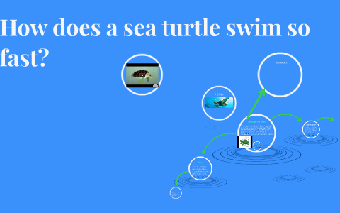 How does a sea turtle swim so fast? by laura leung on Prezi