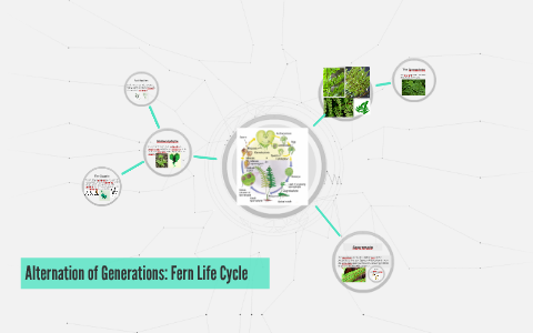 Alternation of Generations: Fern Life Cycle by Joshua Kui on Prezi