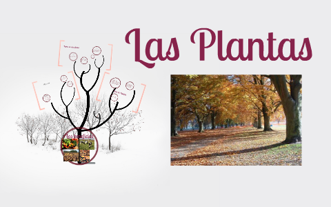 Las Plantas by pia werner