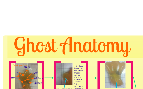 Ghost Anatomy by Harlee Van De Voort on Prezi