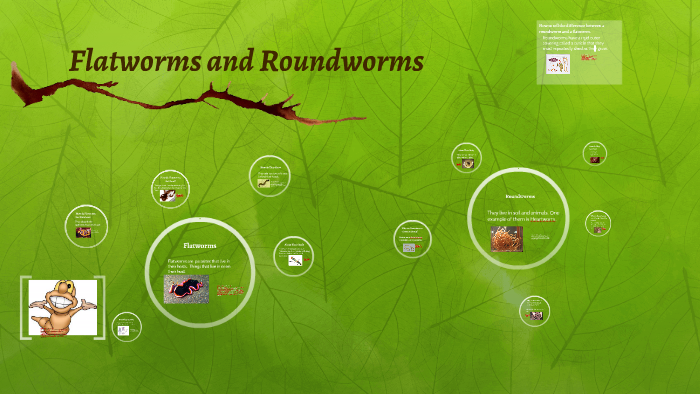 Flatworms and Roundworms by Madison L on Prezi