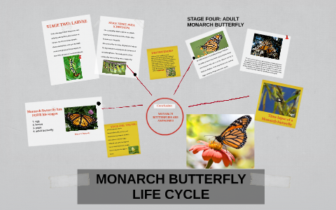 Monarch Butterfly has FOUR life stages by Jordan Becknell on Prezi