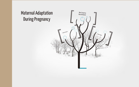 Maternal Adaptation During Pregnancy by Tyler Schweizer on Prezi