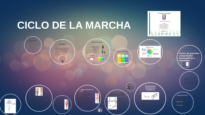 CICLO DE LA MARCHA by Gabriela Rello on Prezi