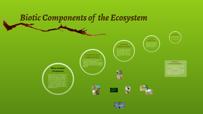 Biotic Components of the Ecosystem by vivaan shah