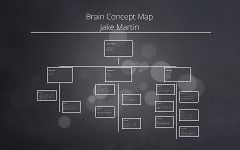 Brain Concept Map by Jake Martin on Prezi